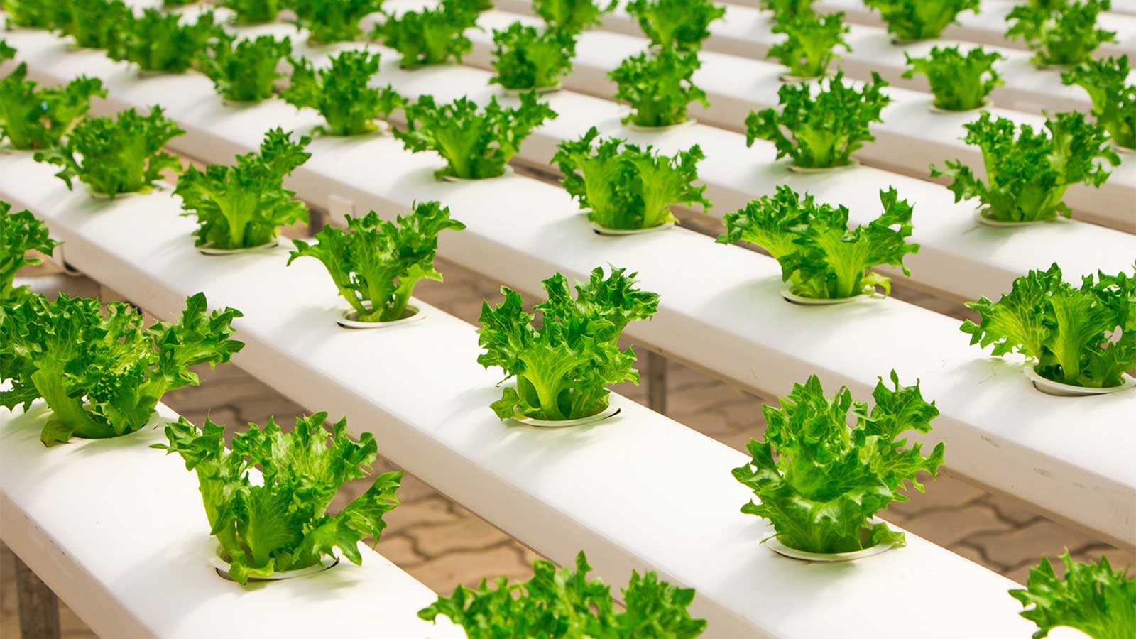 How will Green Square Farming help your school? - Green Square Farming